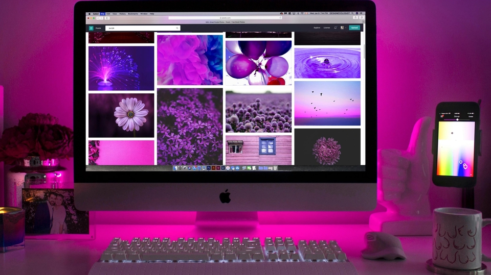 wordpress web developer