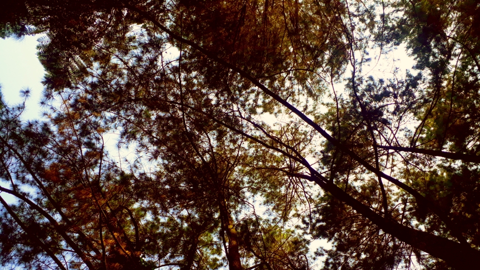 foto hutan di jawa barat