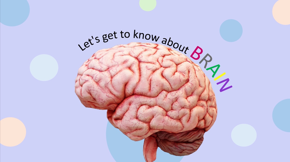 Get to know about brain