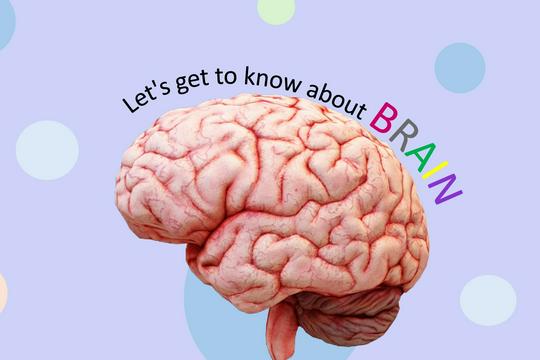 Get to know about brain