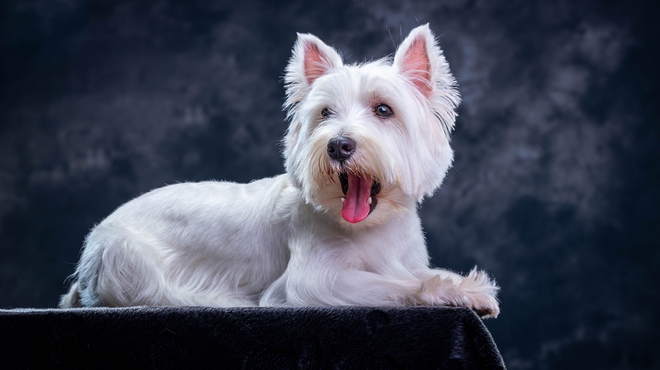 Pet-Modeling สุนัขเพื่อการถ่ายแบบ