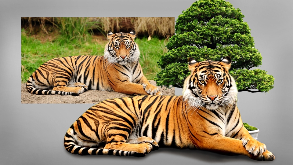 Professional Photo Editing Services, Cropping, Removing Photo Backgrounds